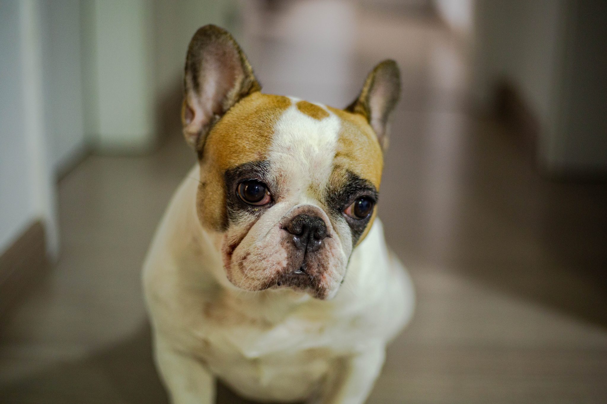 How Excellent Nutrition Can Solve Some Of Your Frenchie’s Health ...