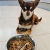 ROCKETO – Healthy And Convenient Organic Dog Food Delivered