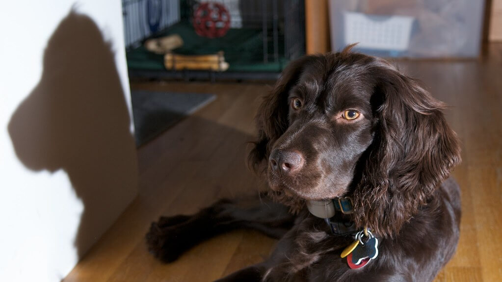 Best Organic Raw Dog Food for Boykin Spaniels in UK | Gorocketo.com