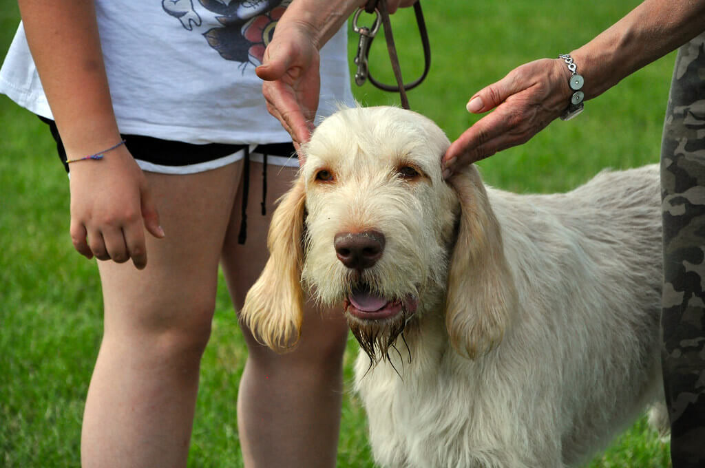 Best Organic Raw Dog Food for Spinoni Italianis in UK | Gorocketo.com