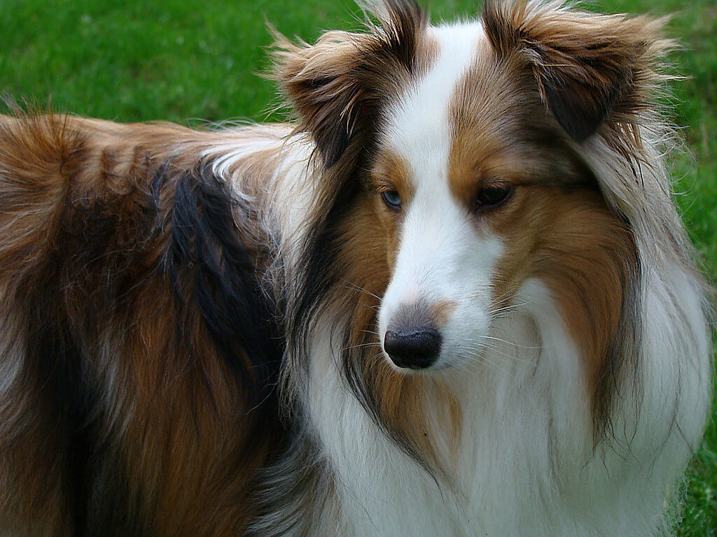 Best Organic Raw Dog Food for Shetland Sheepdogs in UK | Gorocketo.com