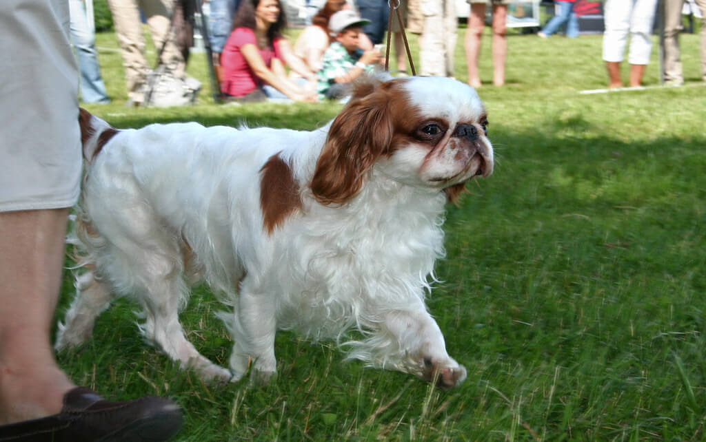 Best Organic Raw Dog Food for English Toy Spaniels in UK | Gorocketo.com