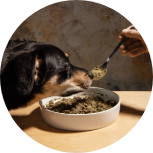 Dehydrated Raw Dog Food - ROCKETO | Gorocketo.com