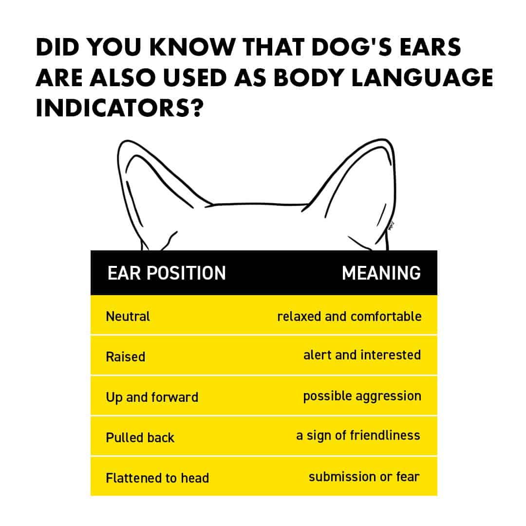 TIPS ON KEEPING YOUR DOGS EARS IN TIP TOP SHAPE - ROCKETO