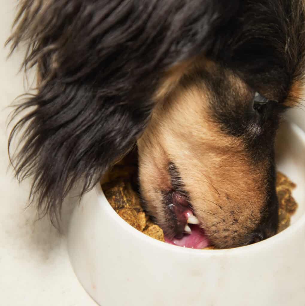 Really Good Dog Food - Beef | Rocketo