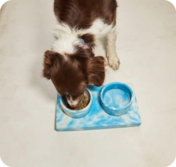 Really Good Dog Food - Beef | Rocketo