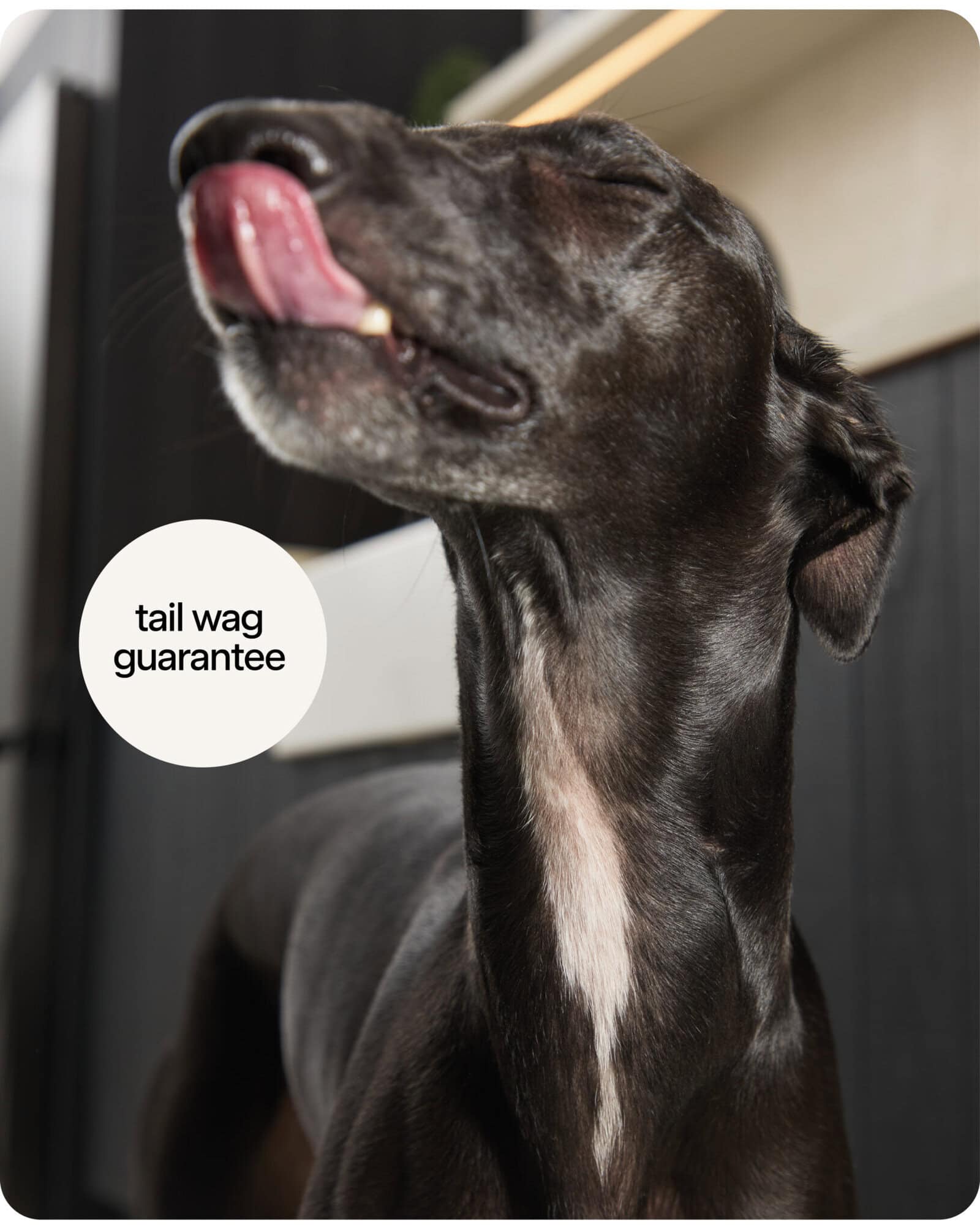 Really Good Dog Food, right this way | Rocketo